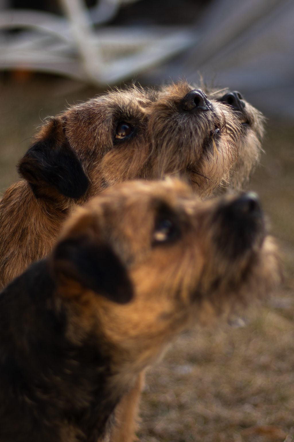 Zealous Kennels – By Bev Embley
